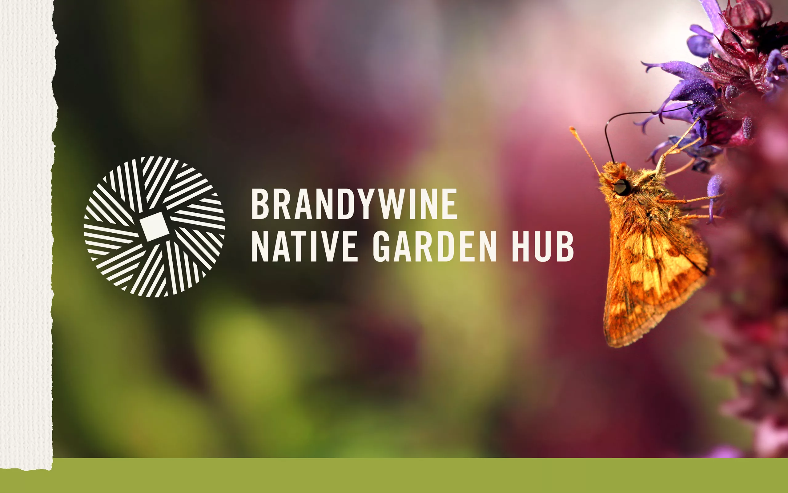 Native Plants Archive - Brandywine Native Garden Hub